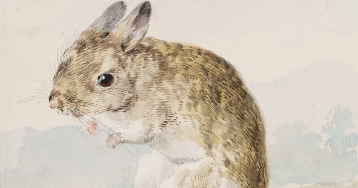 Vereniging Rembrandt | Bleke kangoeroemuis (Microdipodops Pallidus)